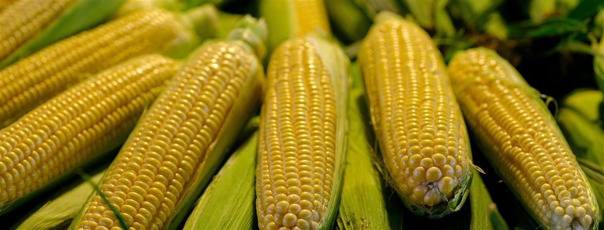 Kukuruz | Index Recepti